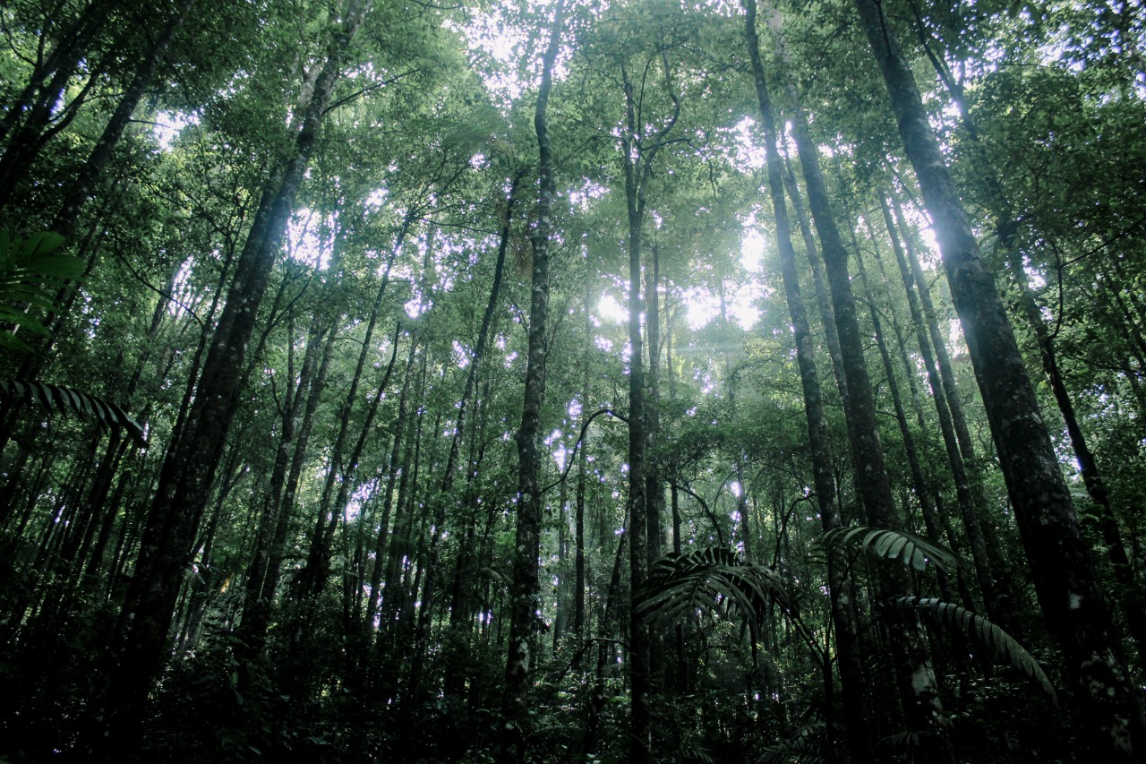 Home - Bachelor in Forestry