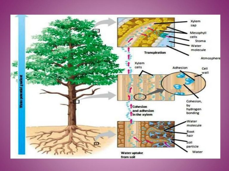 Home - Bachelor Soils Science